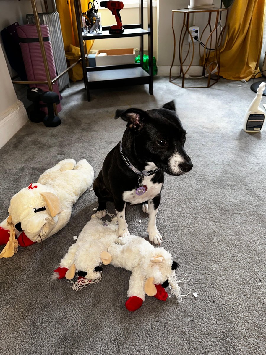 Akira – Animal Haven