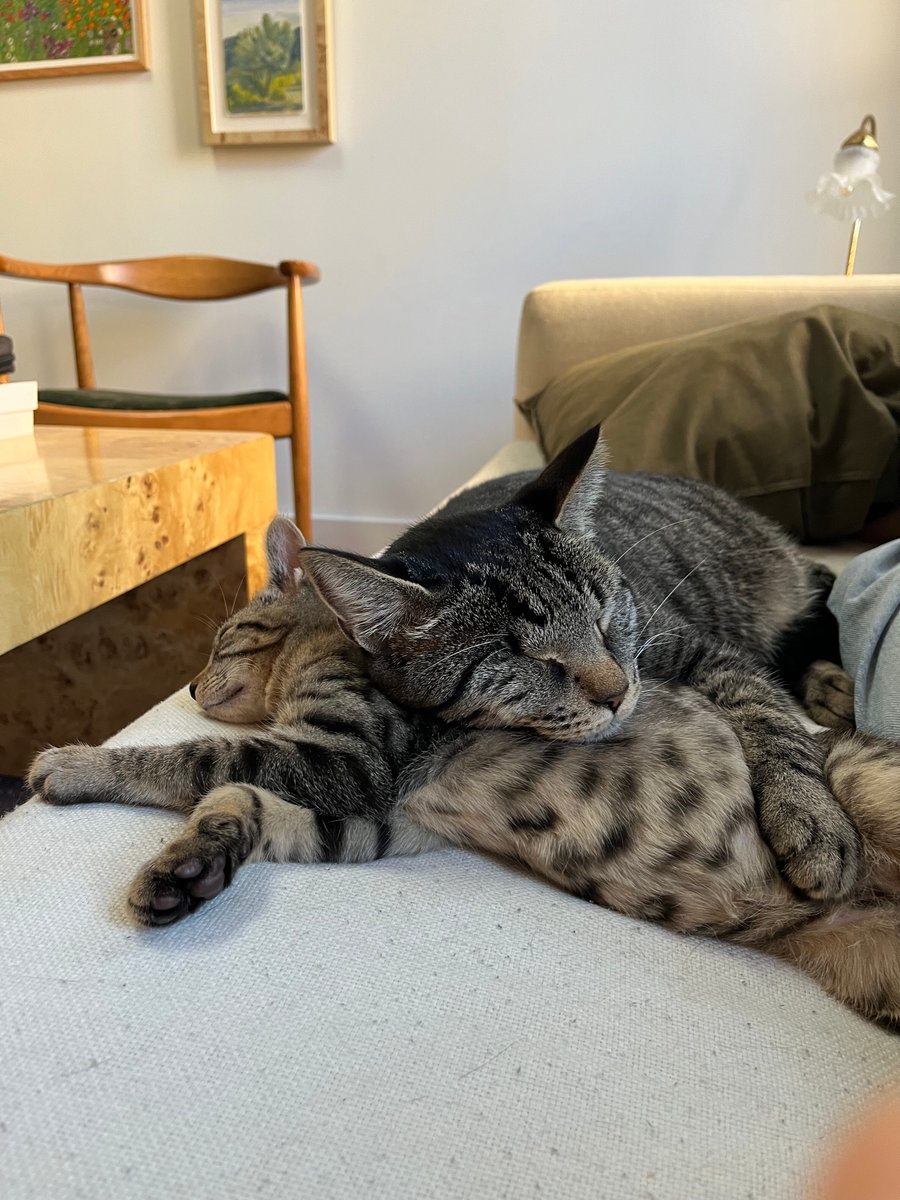 Infinity – Animal Haven