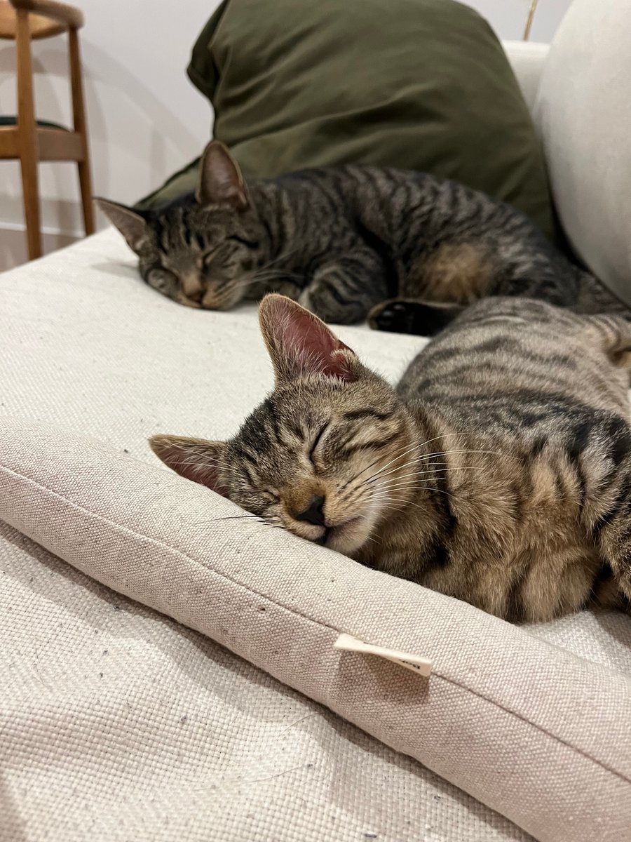 Infinity – Animal Haven