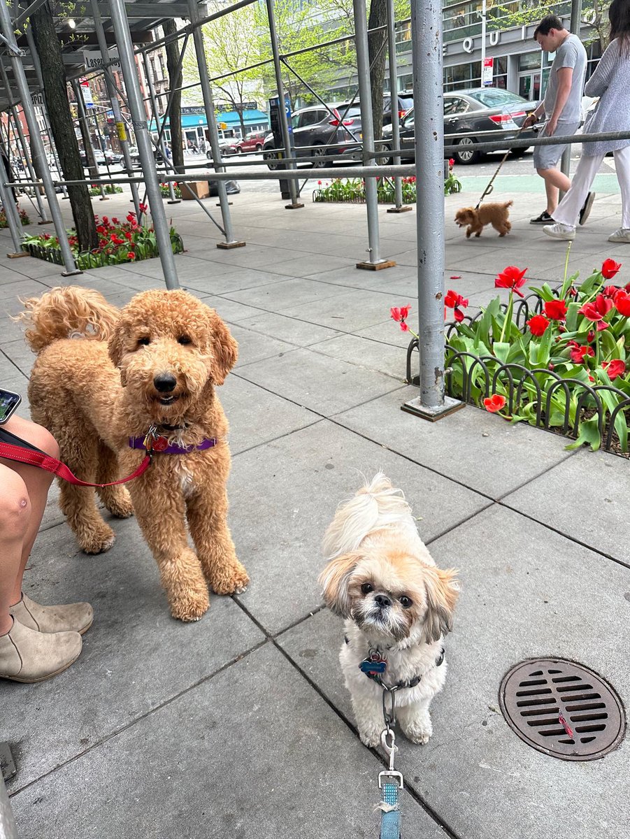 Luna Laguna – Animal Haven