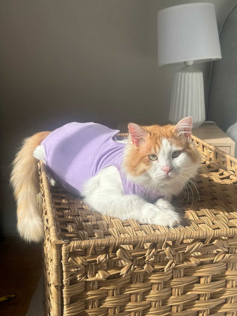 Murphy – Animal Haven