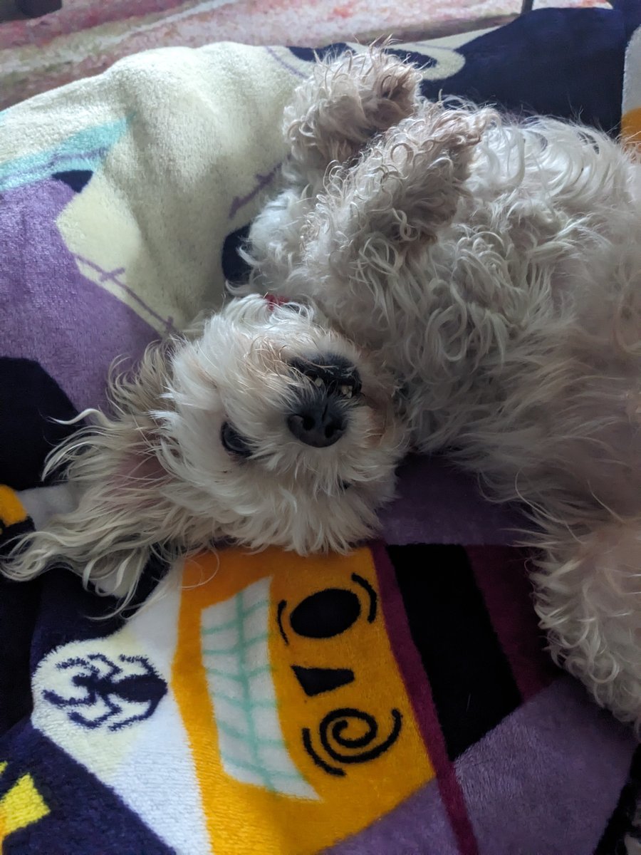 Raley – Animal Haven