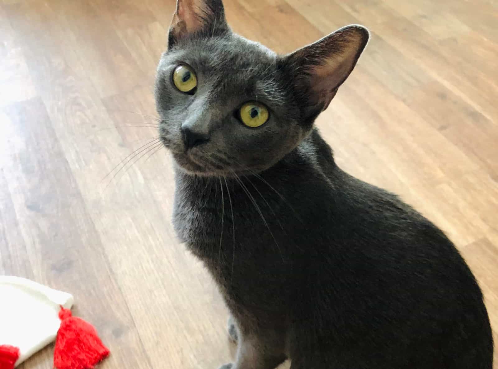 Madame Maxine – Animal Haven